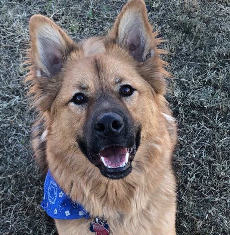 Alaskan Shepherd Breed Info – Alaskan Malamute German Shepherd Mix